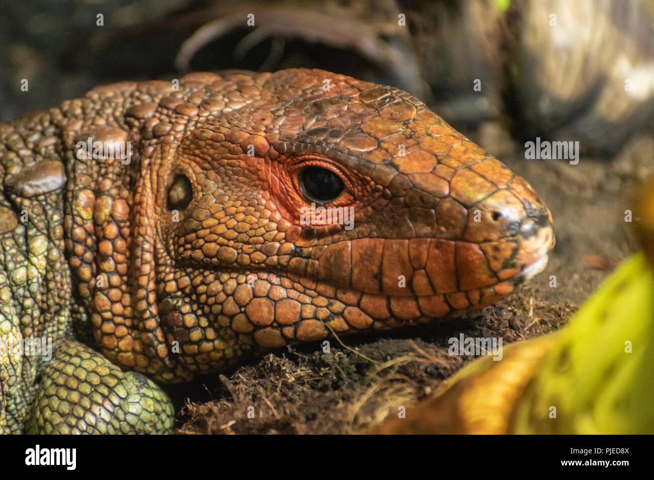 An isolated Northern Caiman lizard in captivity at the zoo Stock Photo ...
