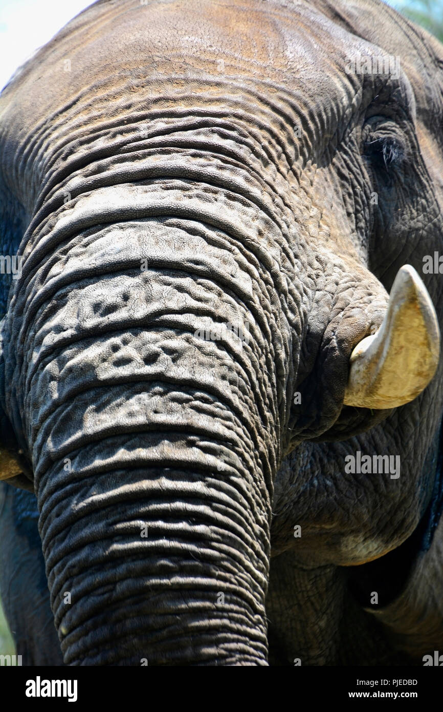 Rainforest africa elephant hi-res stock photography and images - Alamy