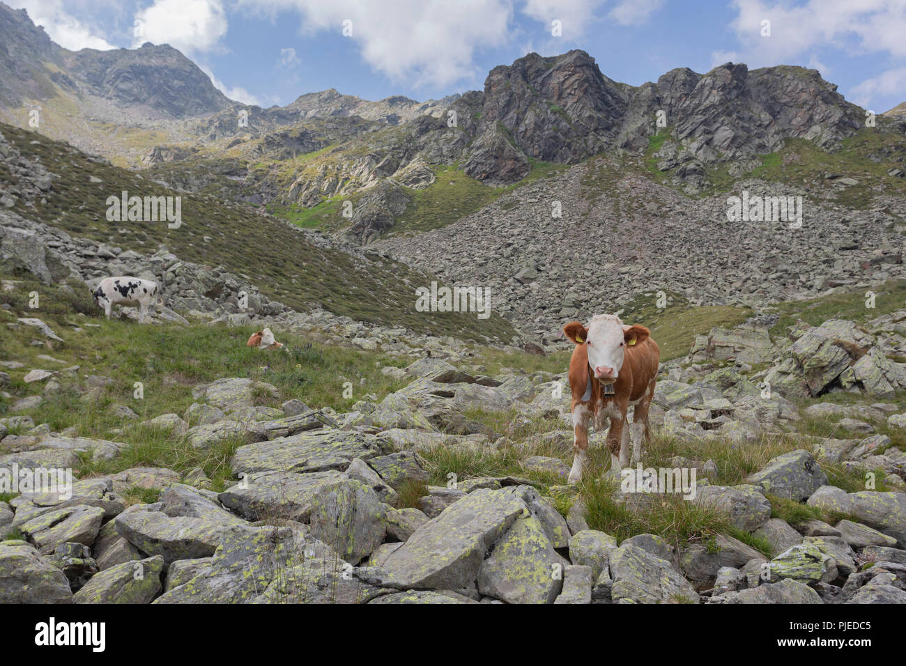 Mucche al pascolo di montagna hi-res stock photography and images - Alamy
