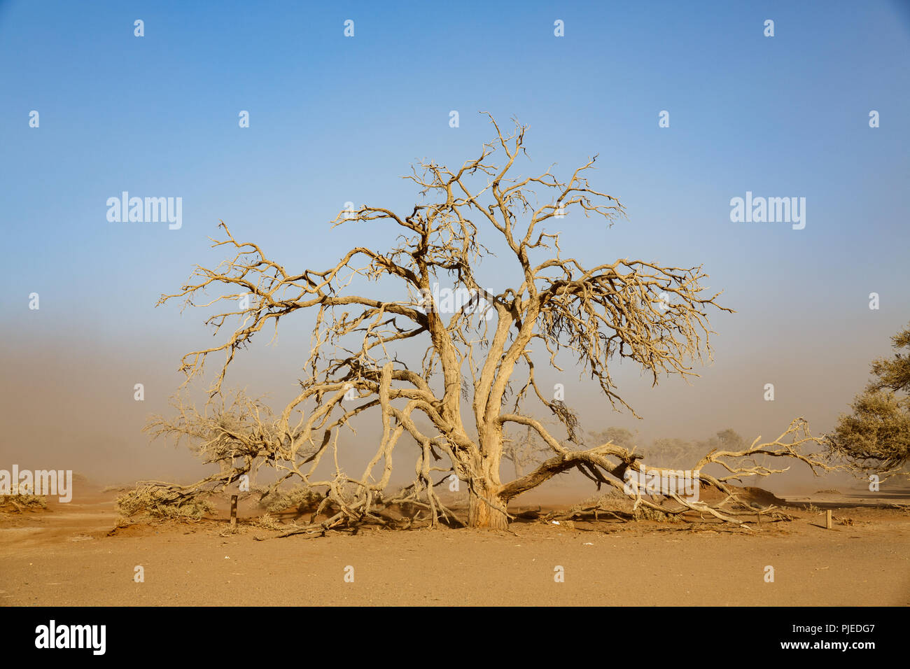 Sandstorm desert hi-res stock photography and images - Alamy