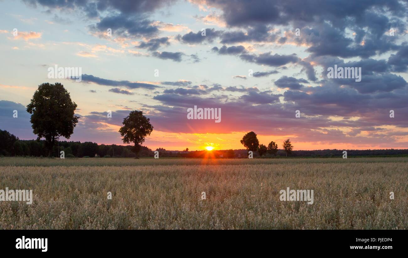 Beautiful summer sunset landscape with oat field. Idyllic summer fields ...