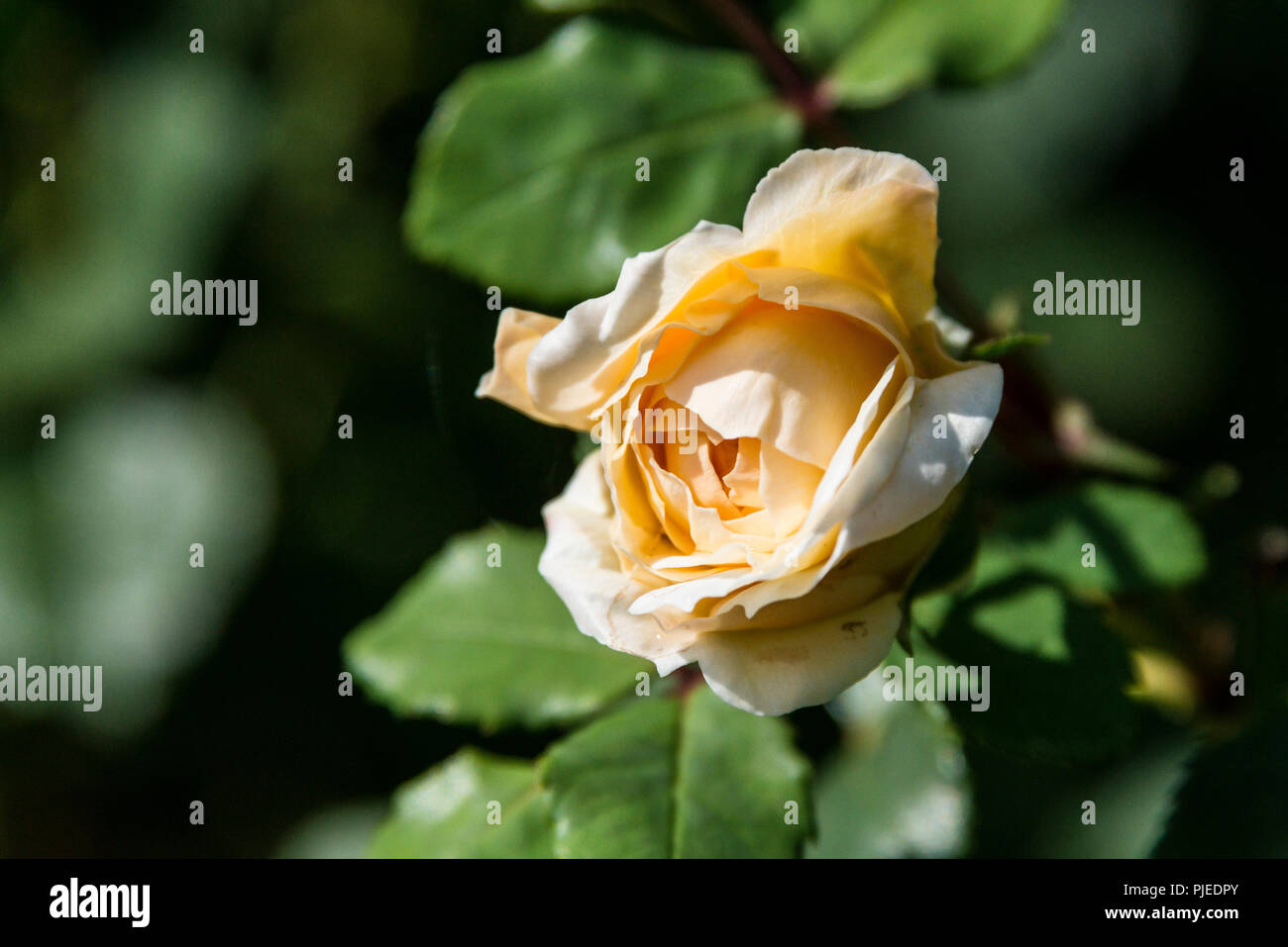 Rosa Crocus Rose Ausquest Rose High Resolution Stock Photography and ...
