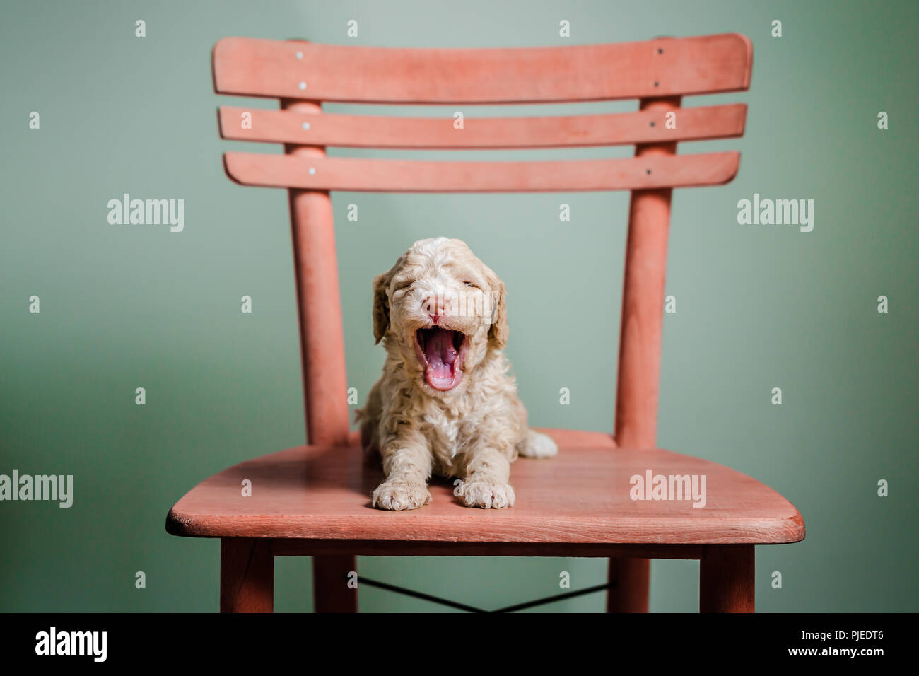 Little puppy on red chair Stock Photo - Alamy