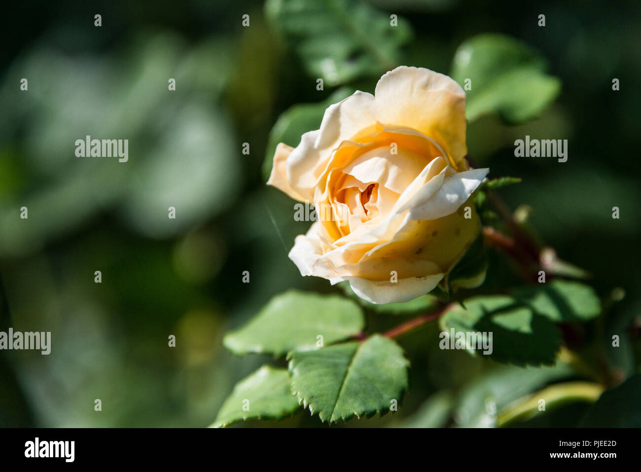The flower of a crocus rose Stock Photo - Alamy
