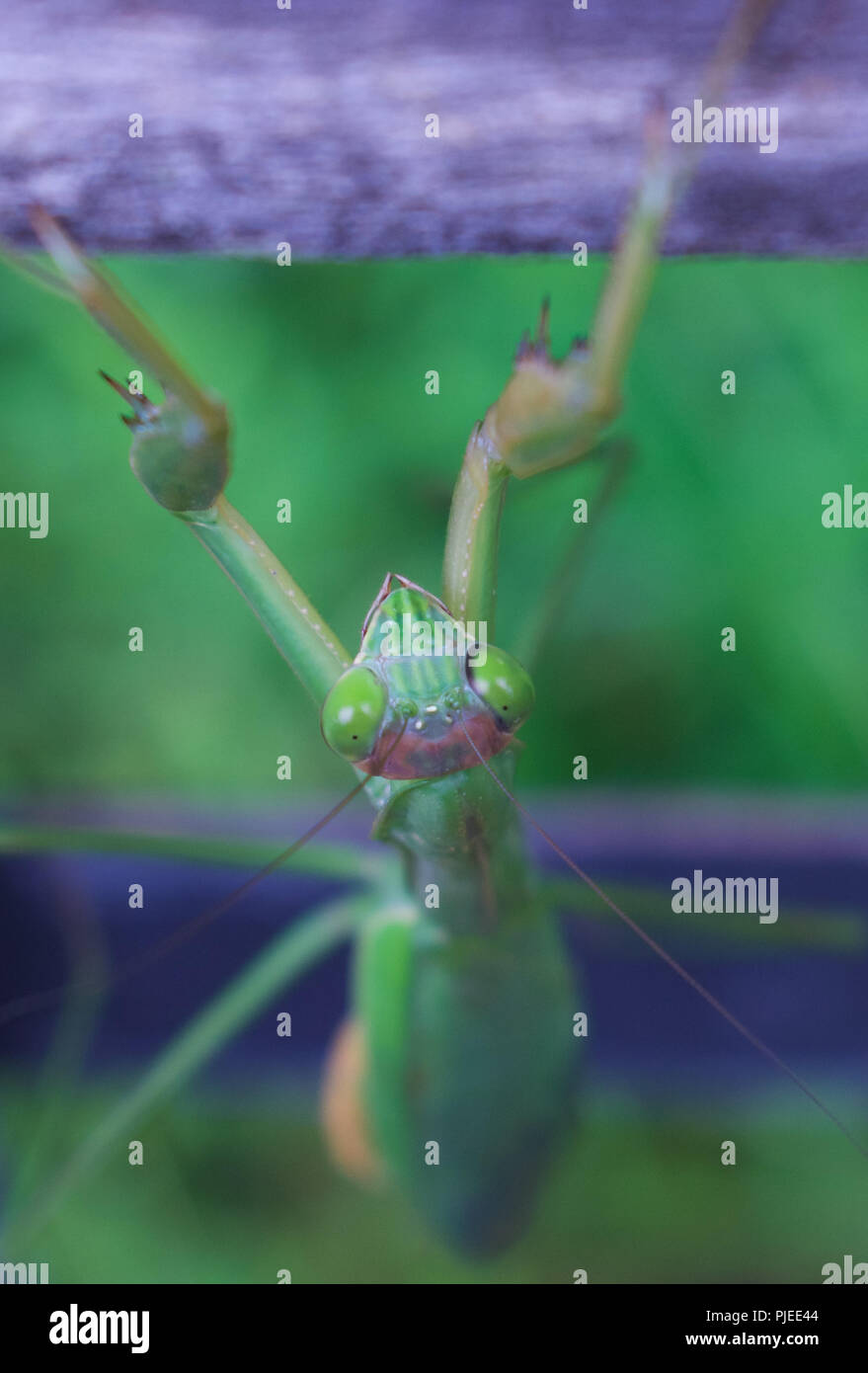 Calm Praying Mantis Stock Photo - Alamy