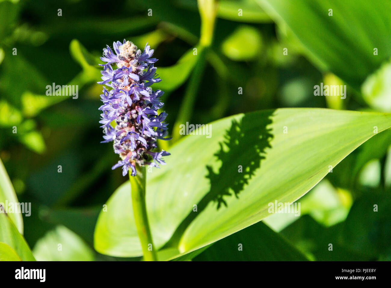 A close up of the flower head of a pickerel weed (Pontederia cordata ...