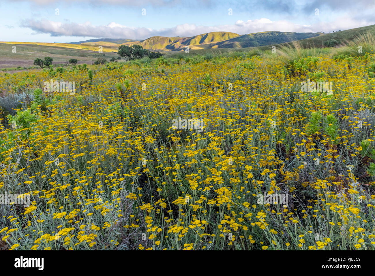 Indigenous flowers hi-res stock photography and images - Alamy