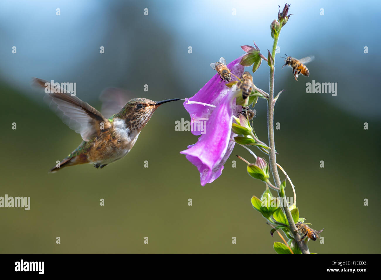Volcano hummingbird (Selasphorus flammula) in Costa Rica Stock Photo ...