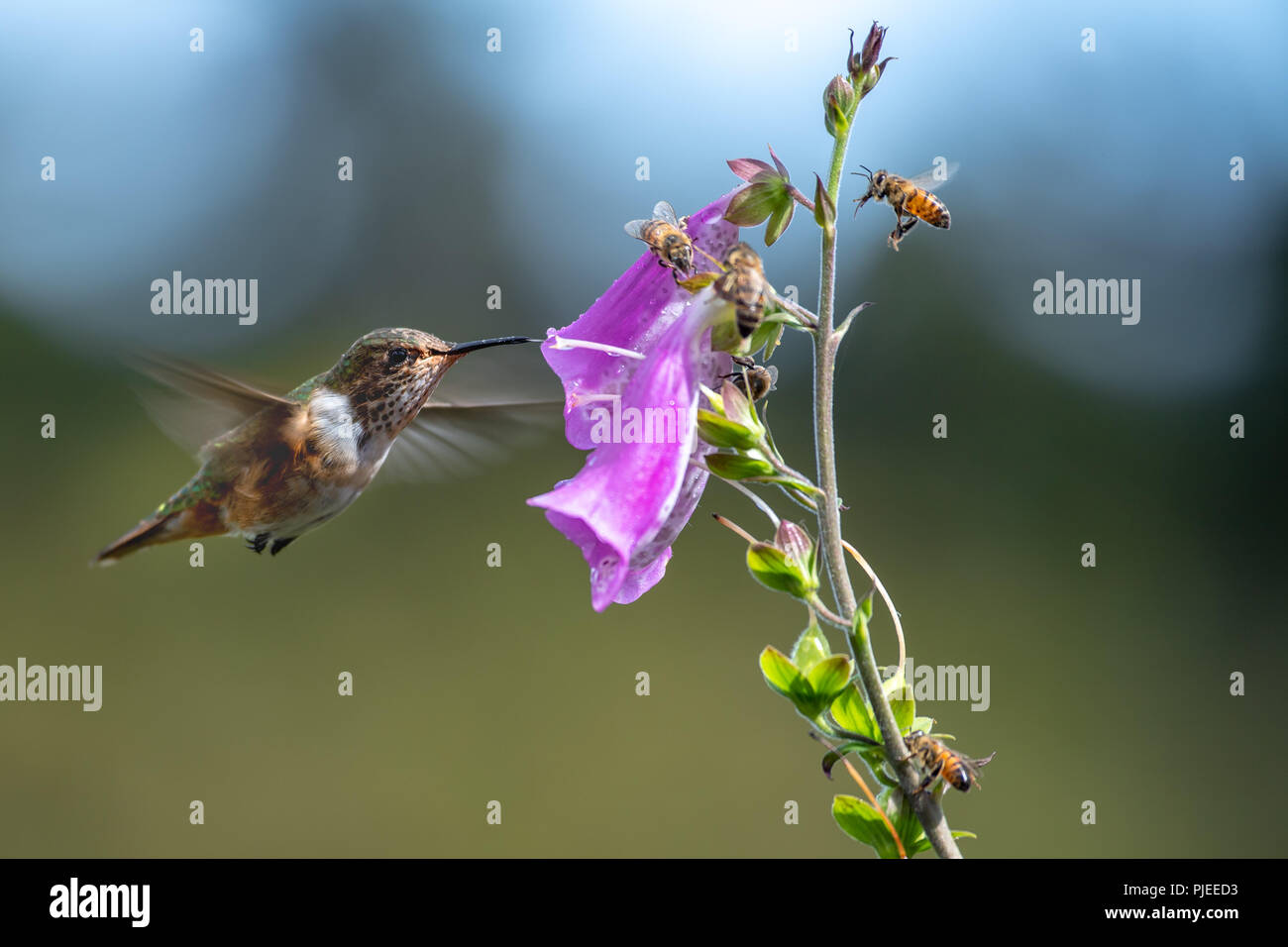 Volcano hummingbird (Selasphorus flammula) in Costa Rica Stock Photo ...