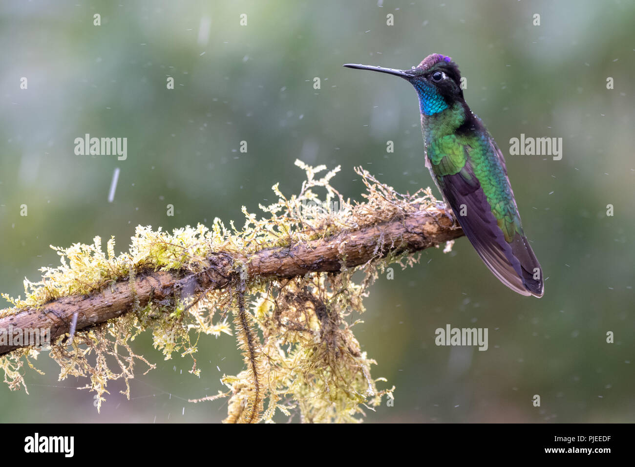 Male Magnificent Hummingbird (Eugenes fulgens) in Costa Rica Stock ...