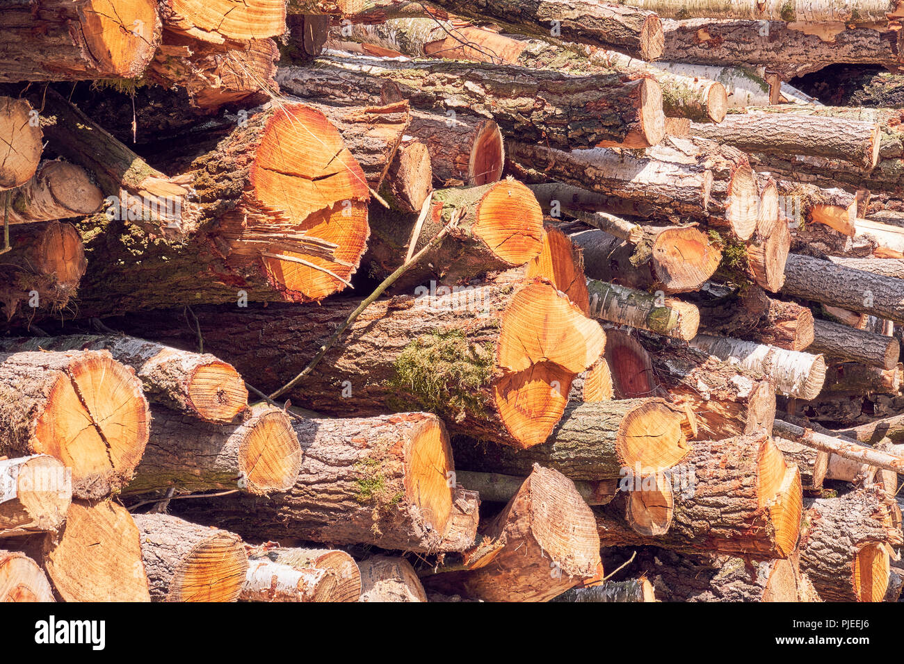 Closeup pattern of cutted and stapled tree trunks viewed from the side ...