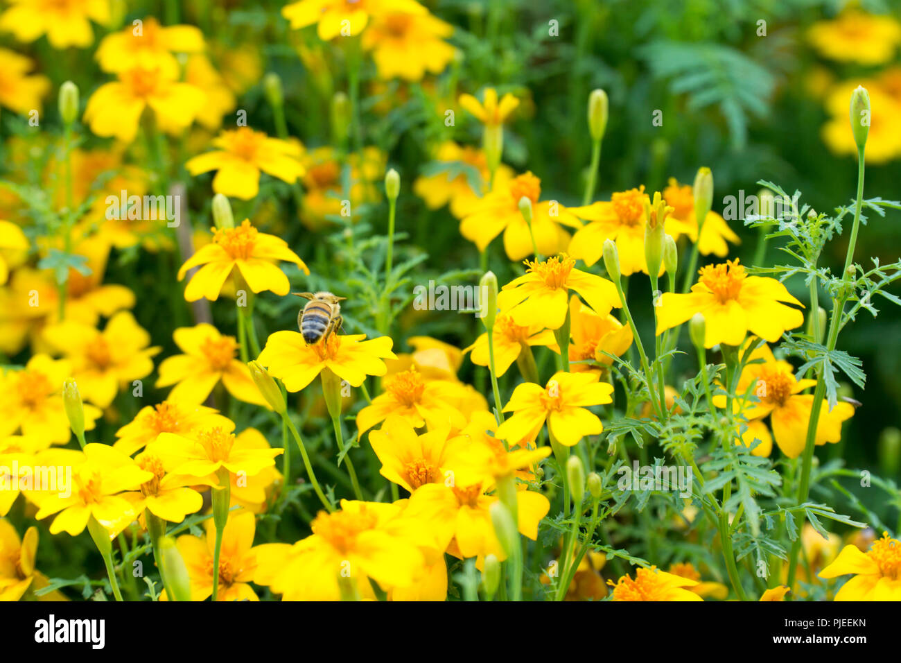 Bees and flowers Stock Photo - Alamy