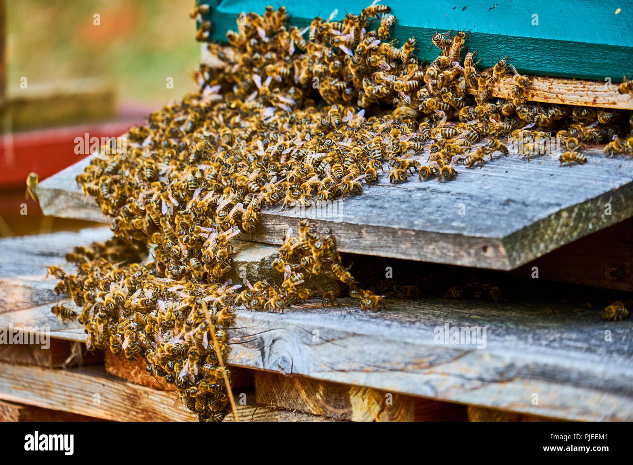 Swarm of bees in front of the entrance of a wooden honey bee box Stock ...