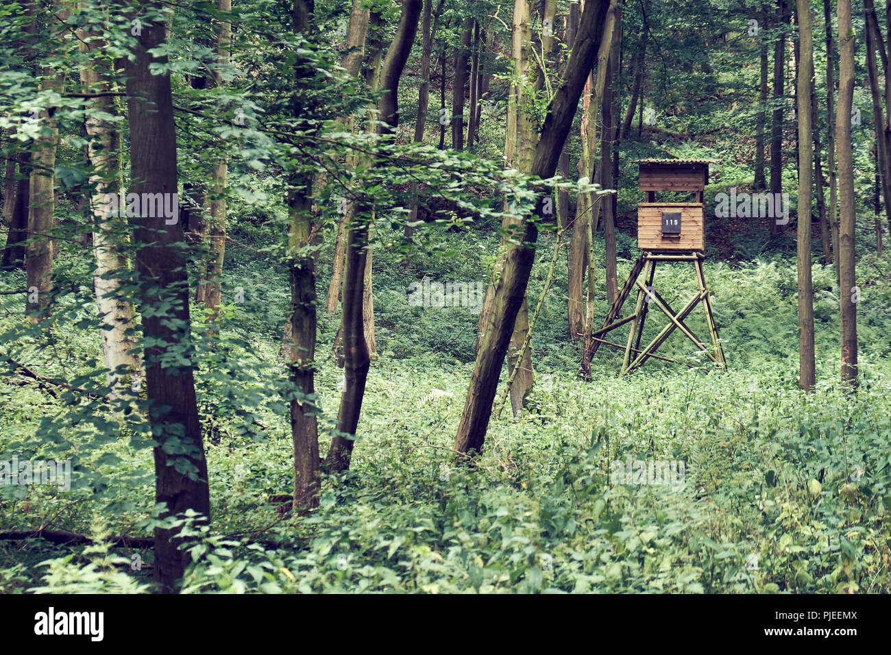 A german rangers high seat deep in the woods surrounded by trees in ...