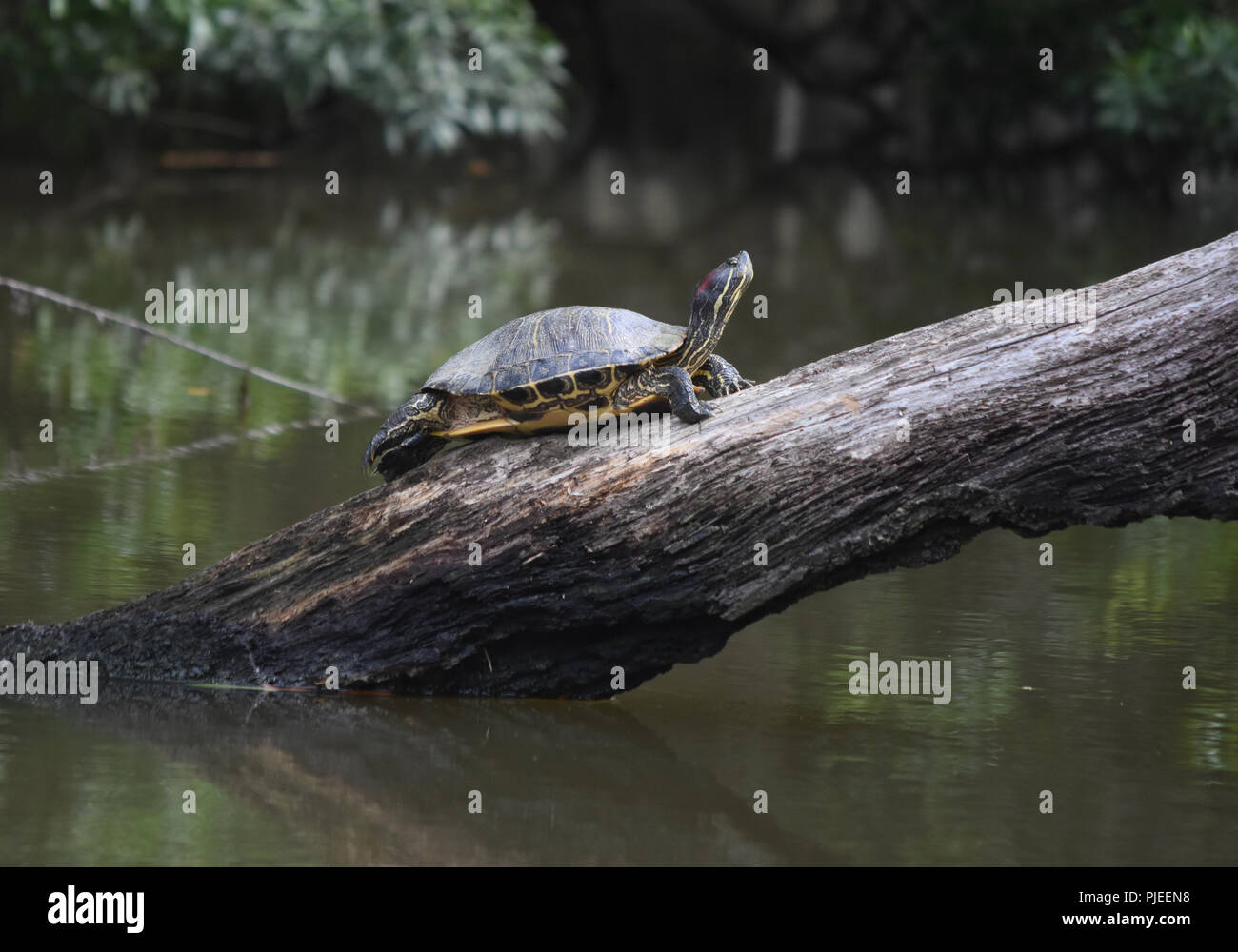 Turtle on a tree climbing out of the water Stock Photo - Alamy