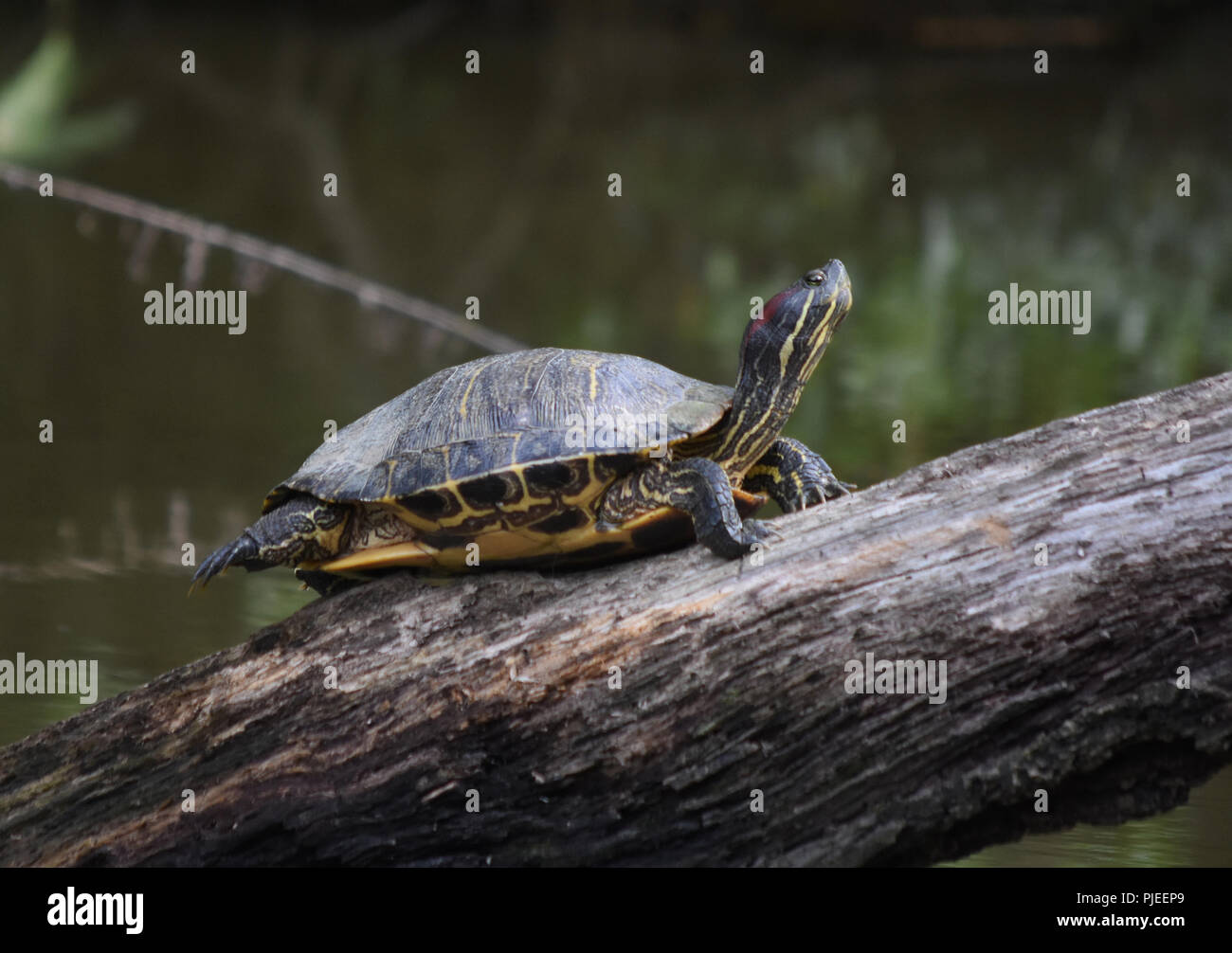 Turtle with a hard shell in a Louisiana swamp Stock Photo - Alamy