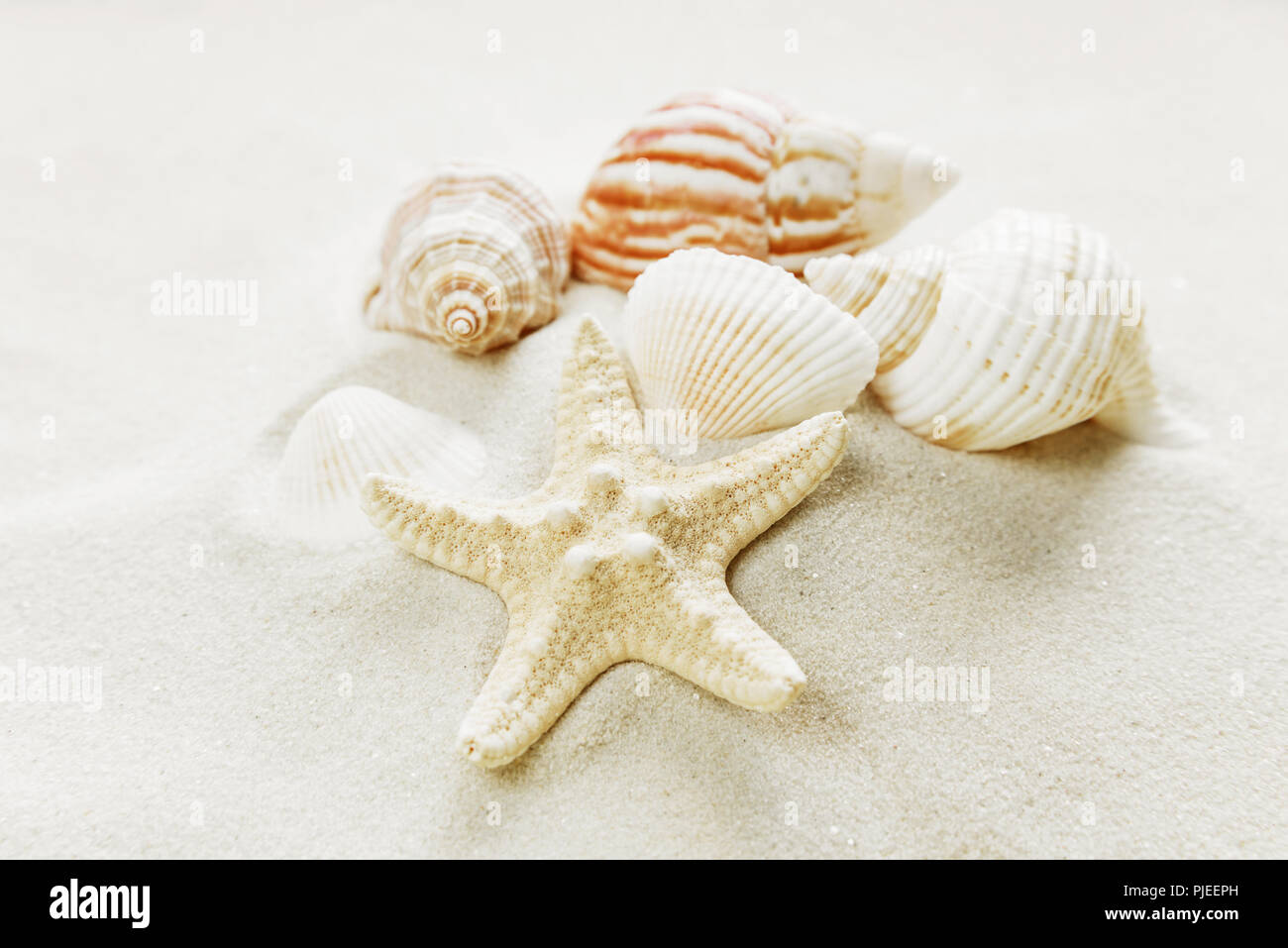 Several clams and starfishes on the background of sea sand Stock Photo ...