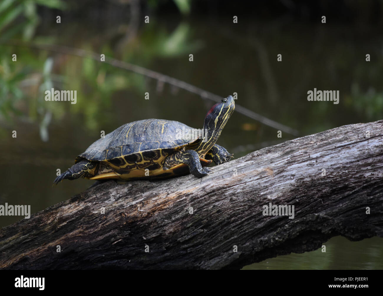Turtle in the Barataria Preserve in New Orleans Louisiana Stock Photo ...