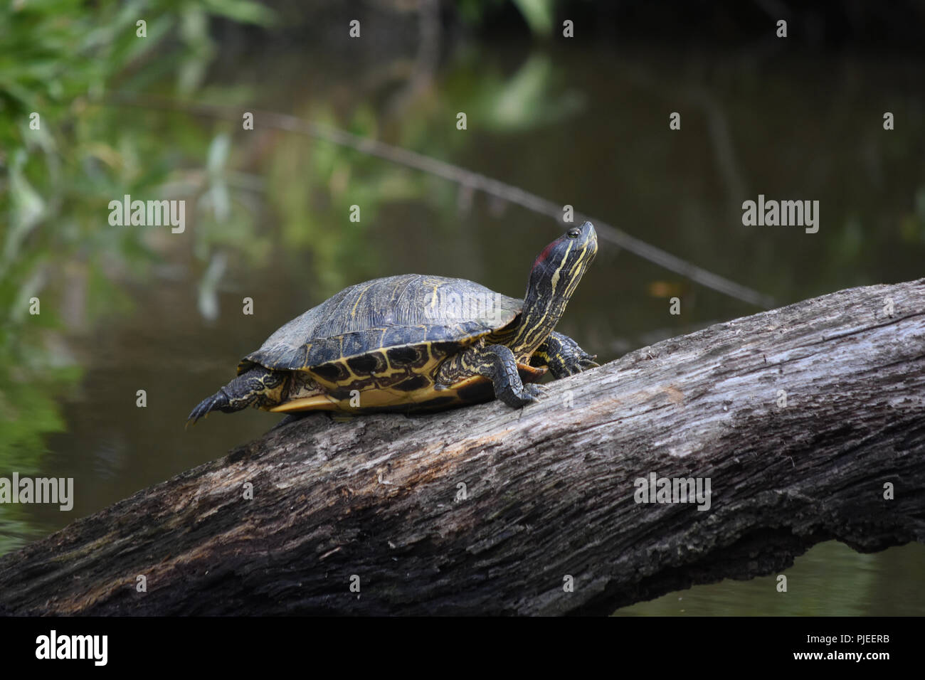 Turtle balancing on a fallen tree extending out of the water Stock ...