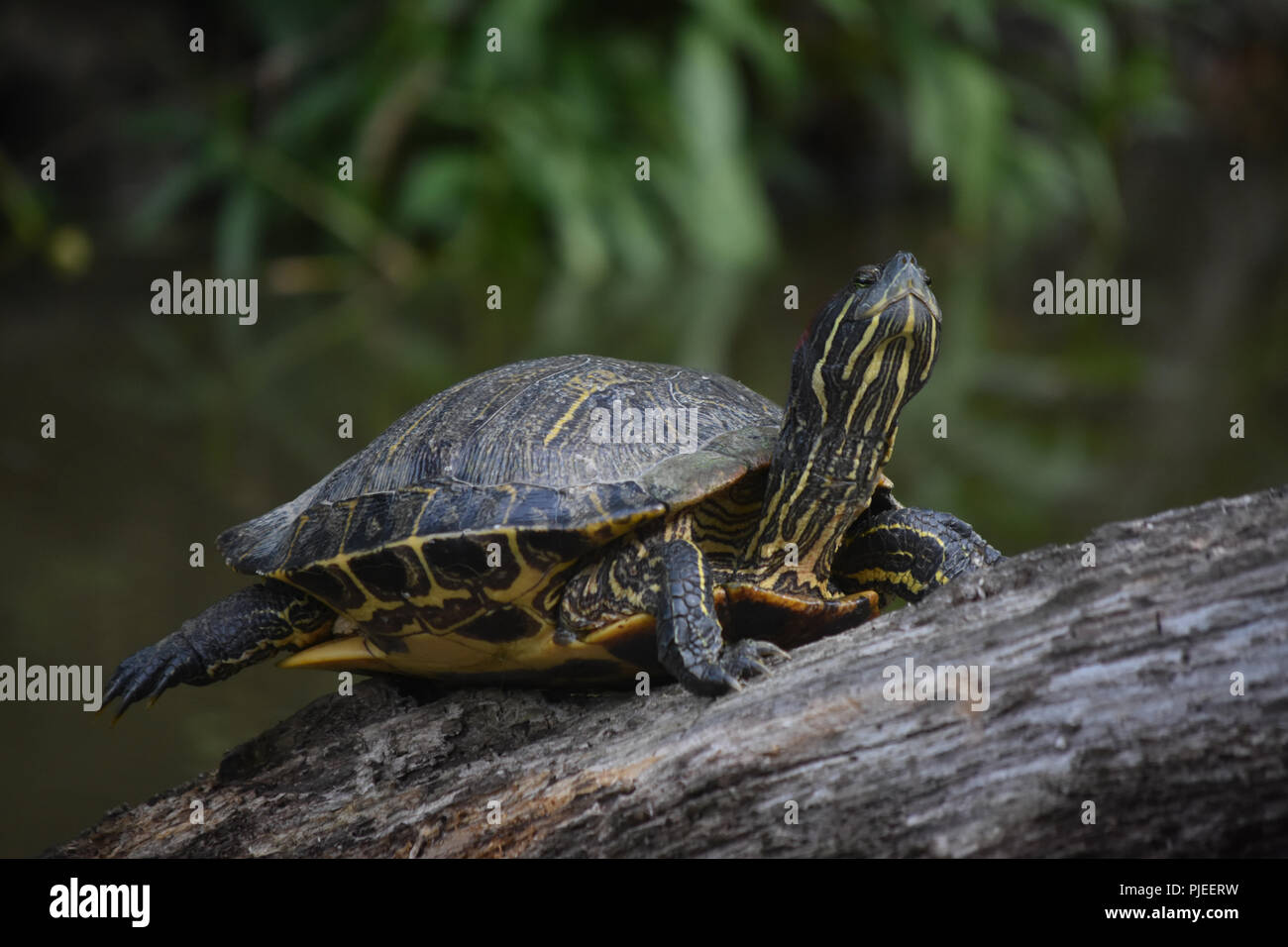 Turtle balancing on a log in New Orleans Louisiana Stock Photo - Alamy