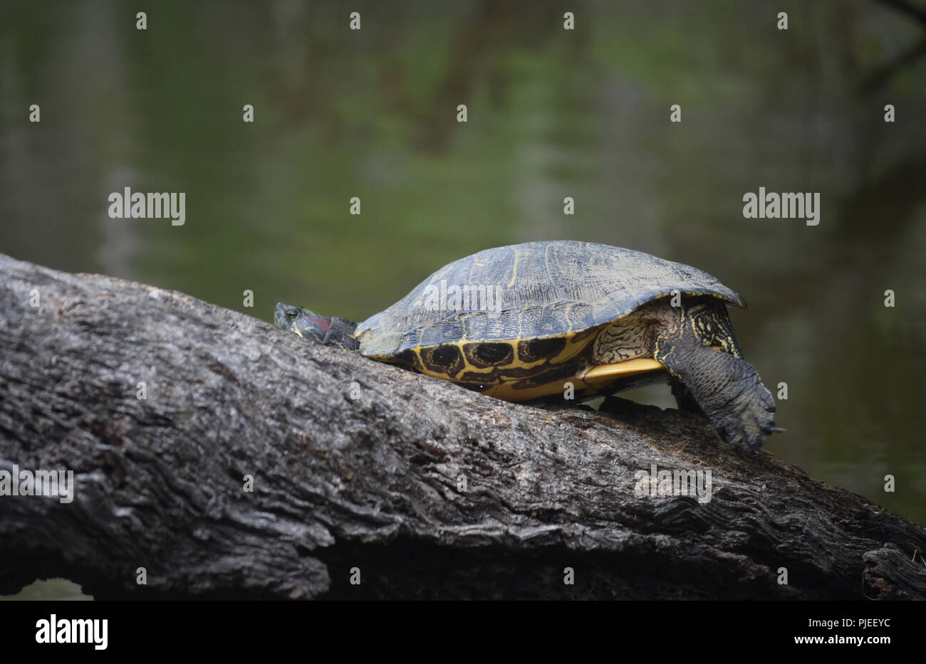 Turtle climbing tree hi-res stock photography and images - Alamy