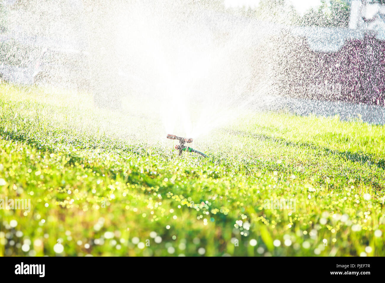 green grass with water splashes. Irrigation system Background, banner ...