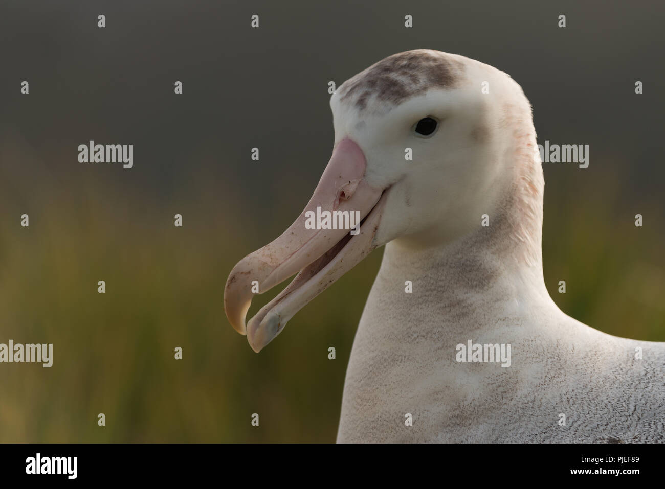 Diomedia Exulans High Resolution Stock Photography and Images - Alamy