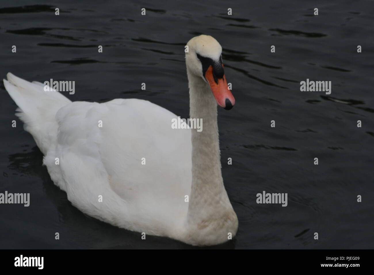 Swan wet hi-res stock photography and images - Alamy