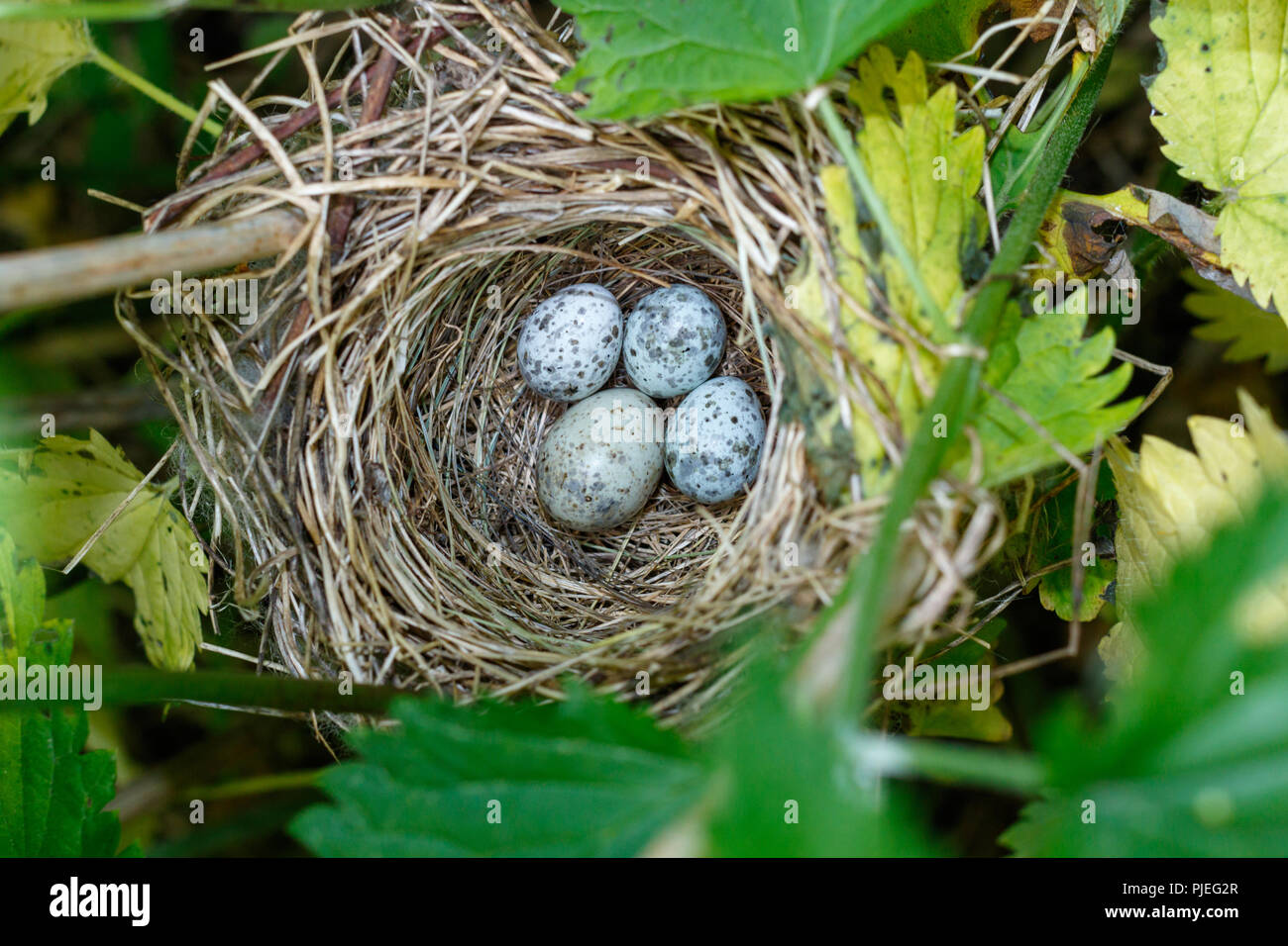 Common Cuckoo Eggs