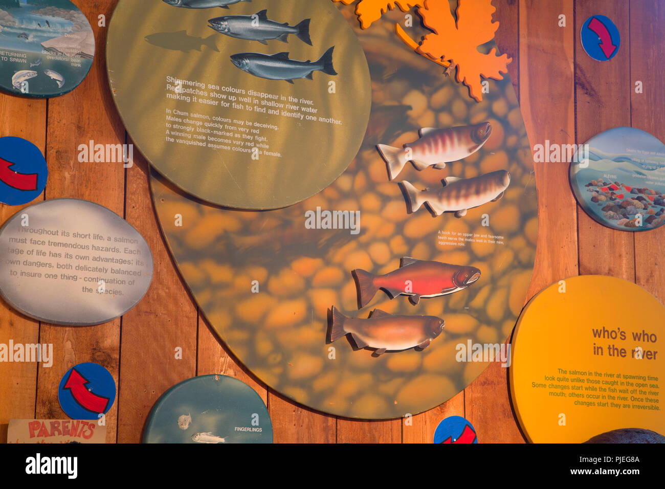 Visitor Centre interpretive display, Goldstream Provincial Park ...
