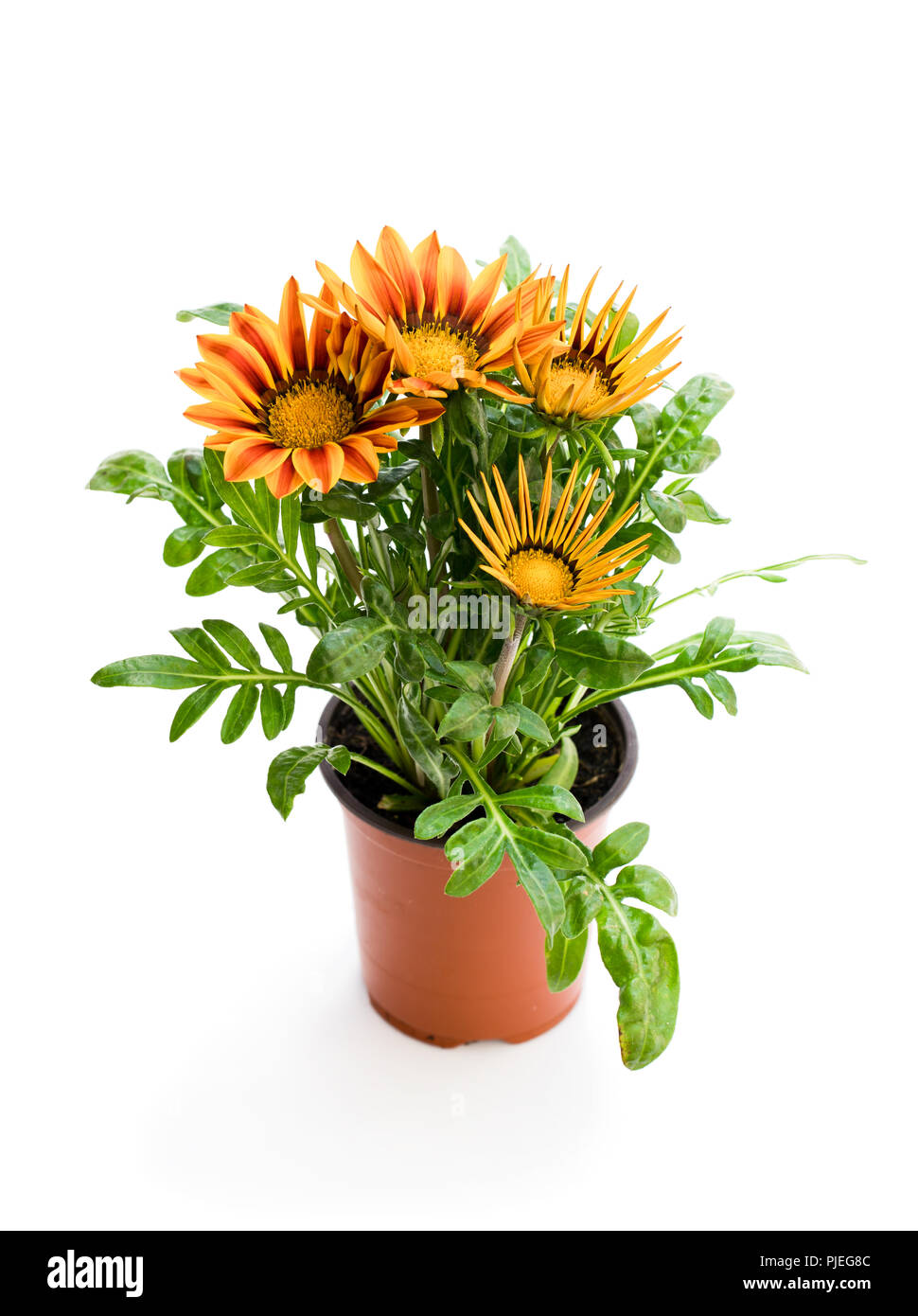 Colorful Gazania plant in the flowerpot isolated on white Stock Photo ...