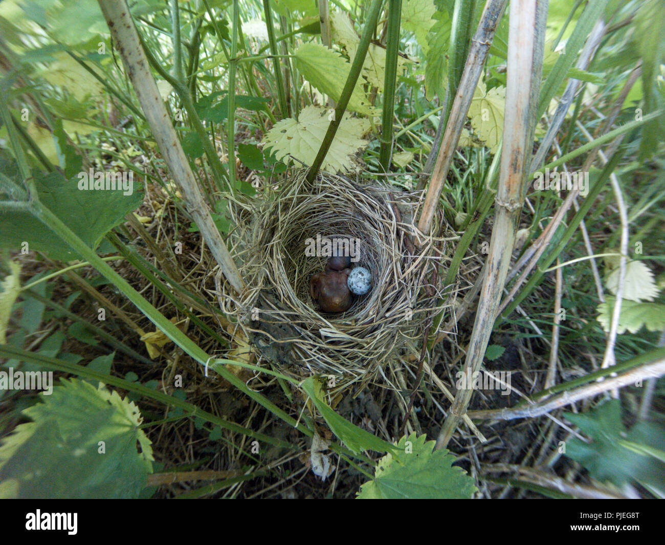 A Chick of Common Cuckoo (Cuculus canorus) in nest of Marsh Warbler ...