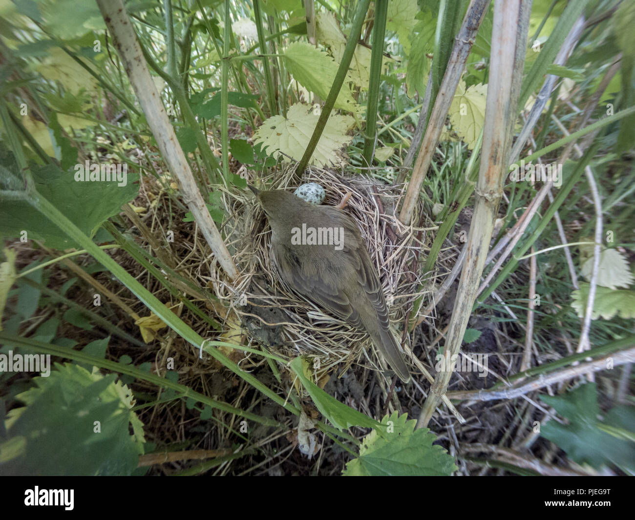 A Chick of Common Cuckoo (Cuculus canorus) in nest of Marsh Warbler ...