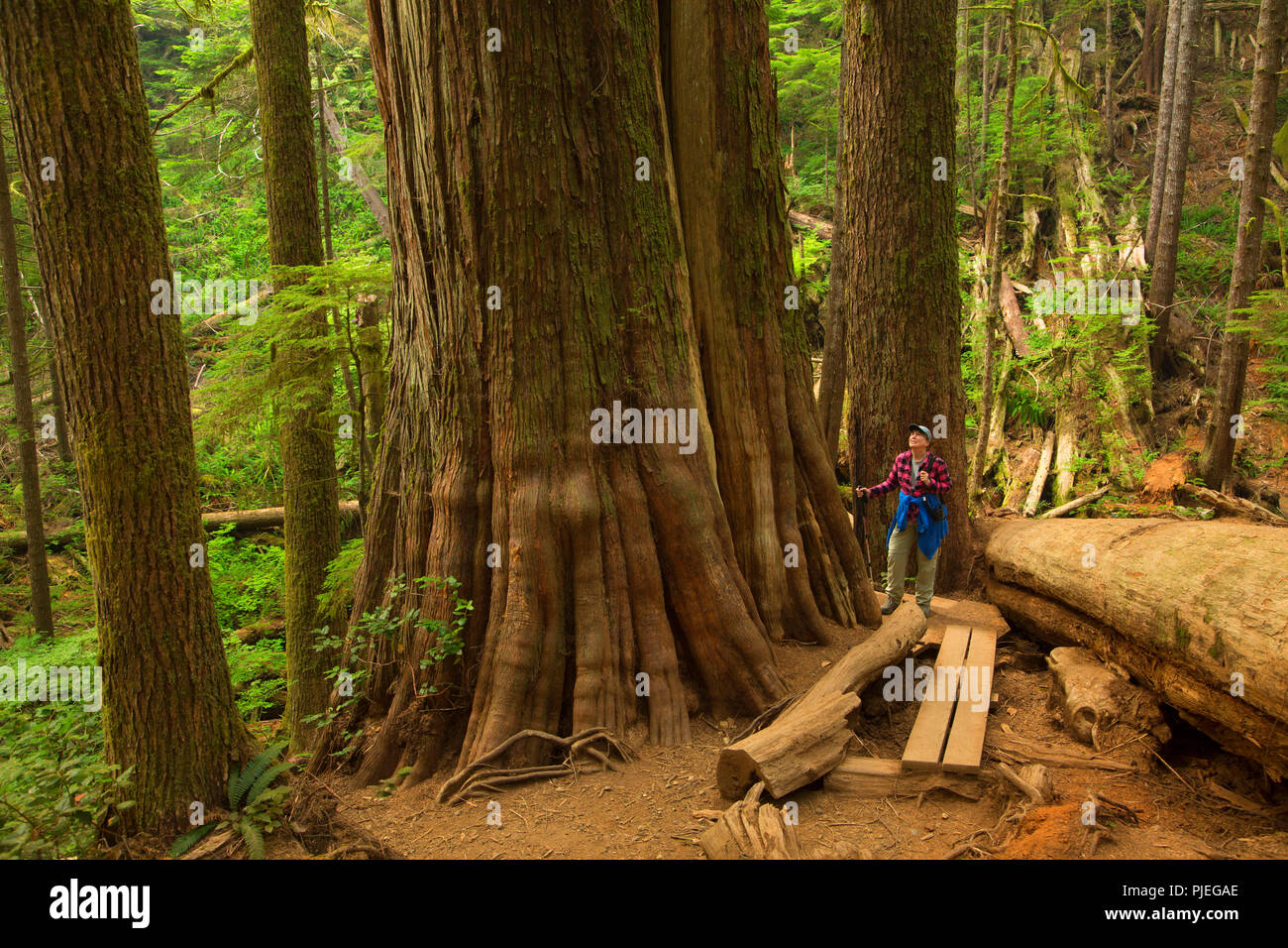 Ancient western red cedar at Avatar Grove, Capitol Regional District ...
