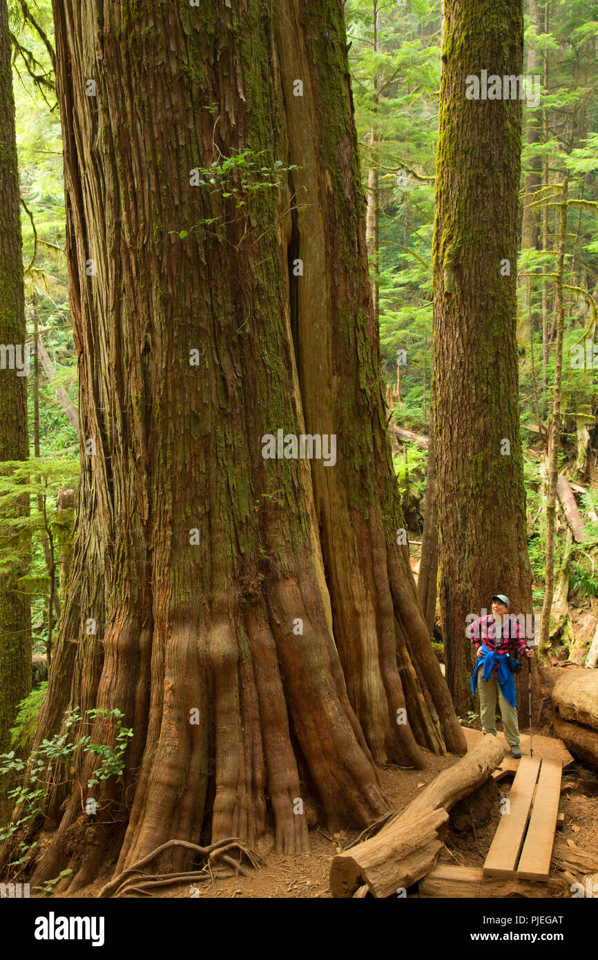 Ancient western red cedar at Avatar Grove, Capitol Regional District ...