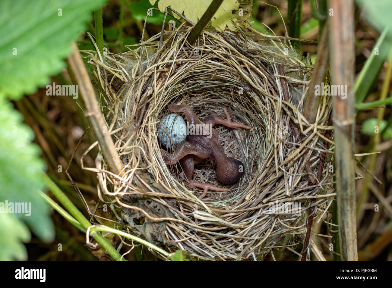 A Chick of Common Cuckoo (Cuculus canorus) in nest of Marsh Warbler ...