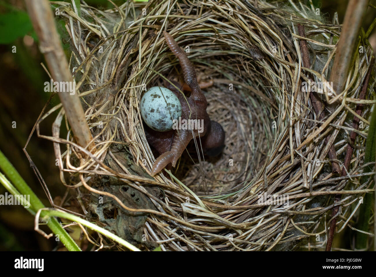 A Chick of Common Cuckoo (Cuculus canorus) in nest of Marsh Warbler ...