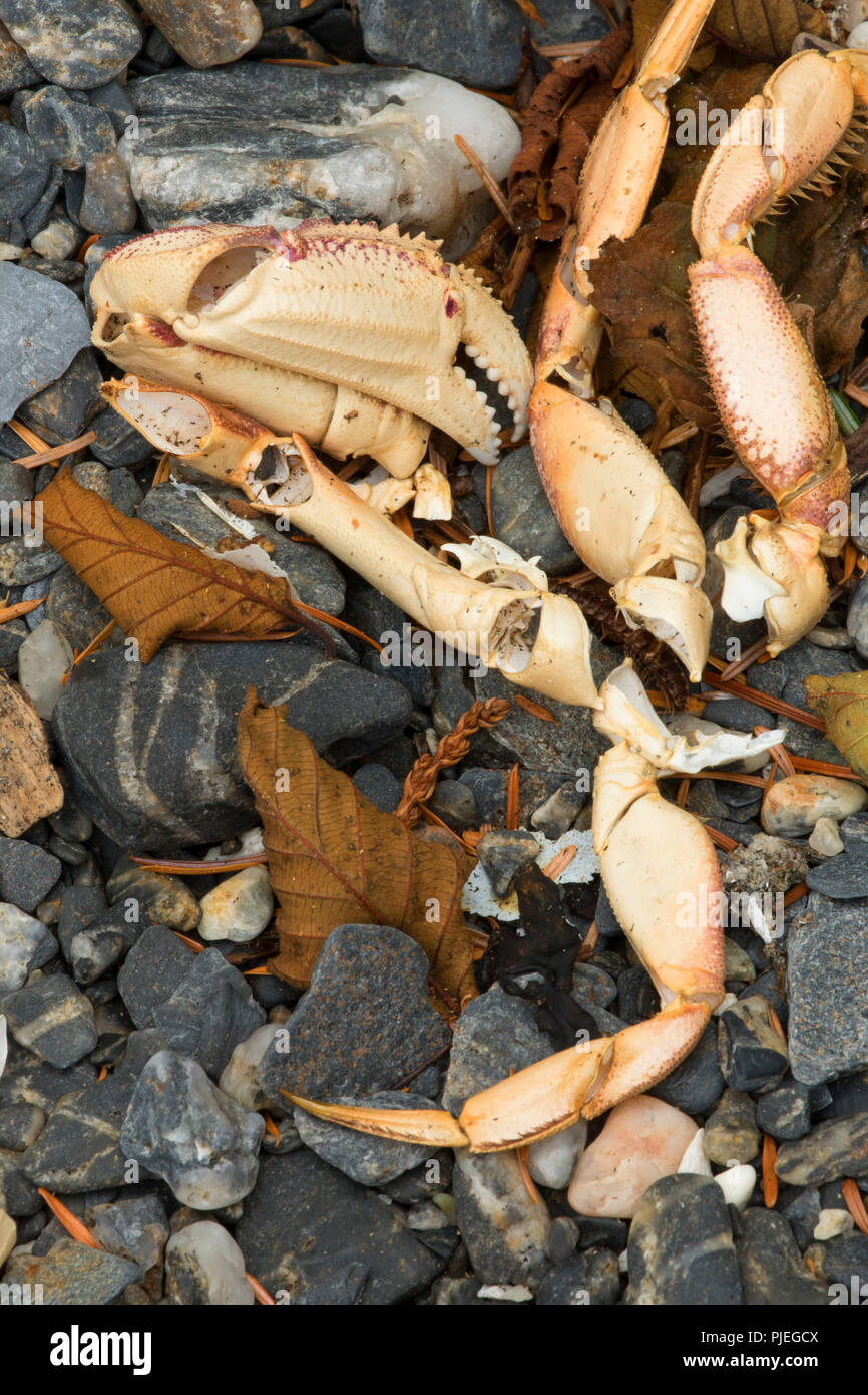 Crab shell on beach at Mill Bay Trail, Juan de Fuca Provincial Park ...