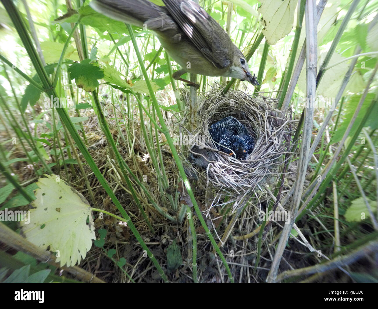 A Chick of Common Cuckoo (Cuculus canorus) in nest of Marsh Warbler ...