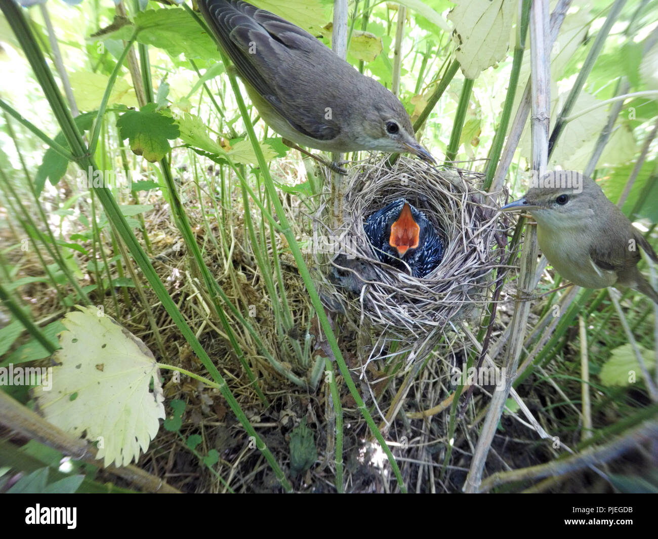 A Chick of Common Cuckoo (Cuculus canorus) in nest of Marsh Warbler (Acrocephalus palustris ...