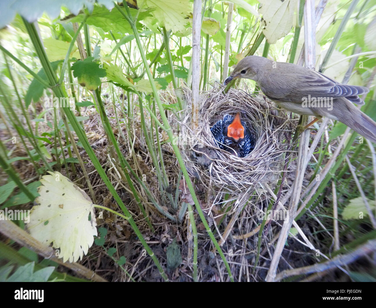 A Chick of Common Cuckoo (Cuculus canorus) in nest of Marsh Warbler ...