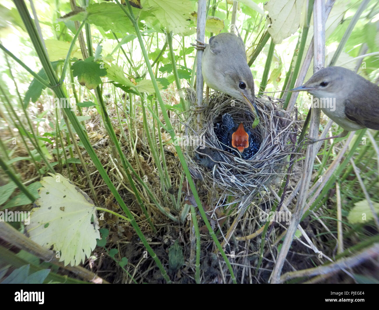 A Chick of Common Cuckoo (Cuculus canorus) in nest of Marsh Warbler ...