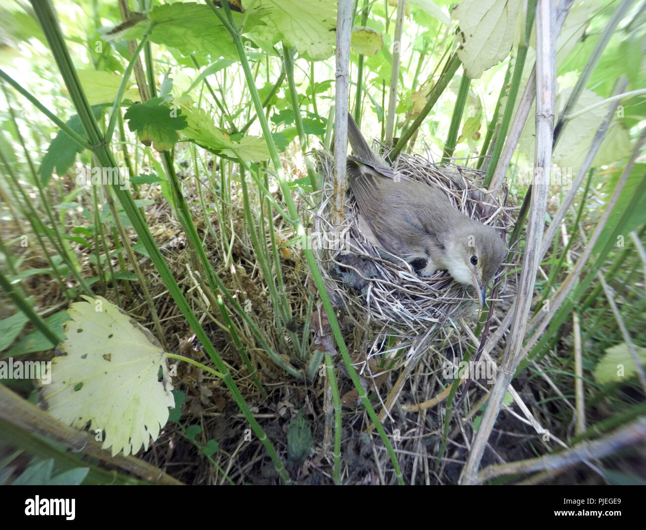 A Chick of Common Cuckoo (Cuculus canorus) in nest of Marsh Warbler ...