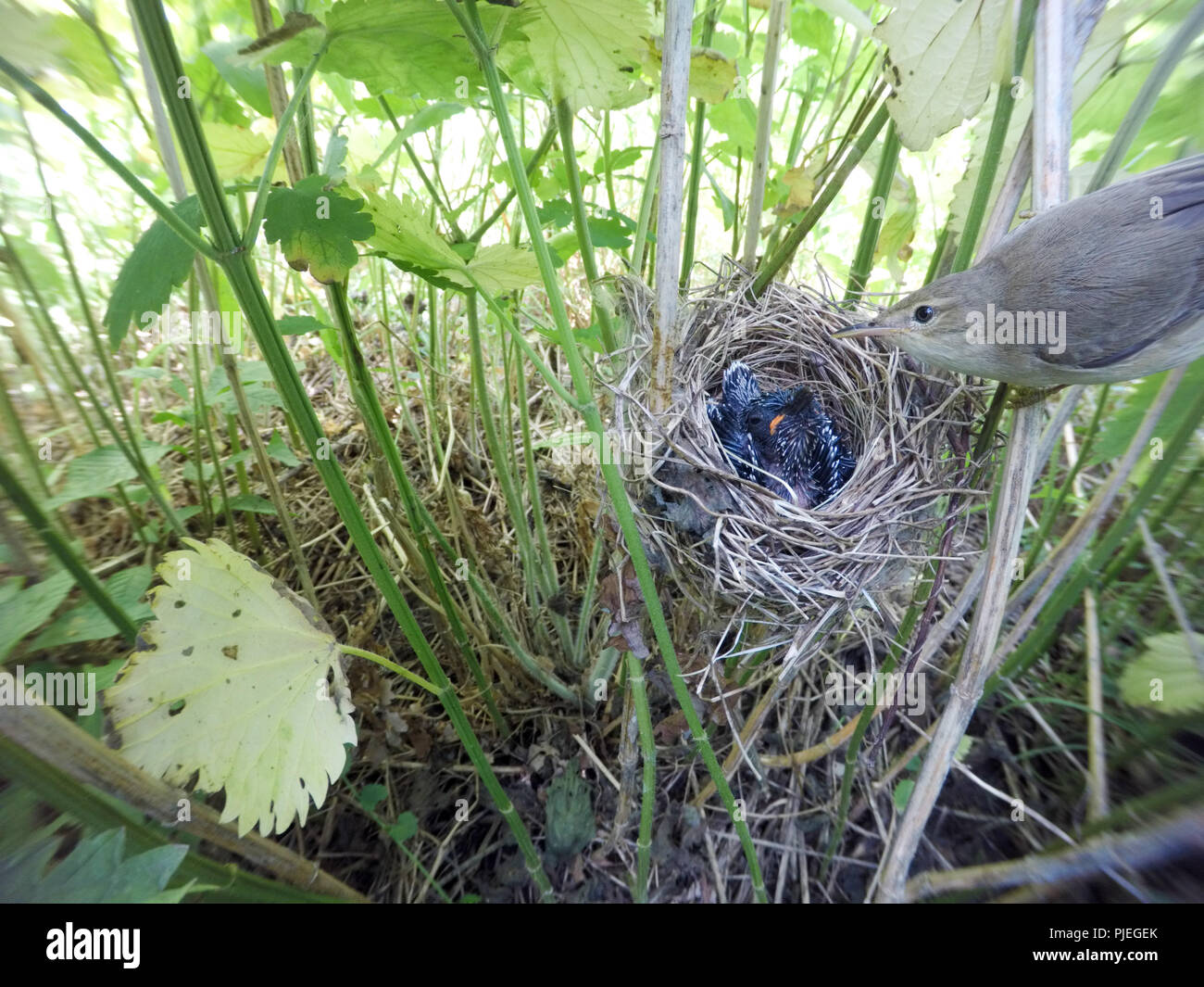 A Chick of Common Cuckoo (Cuculus canorus) in nest of Marsh Warbler ...