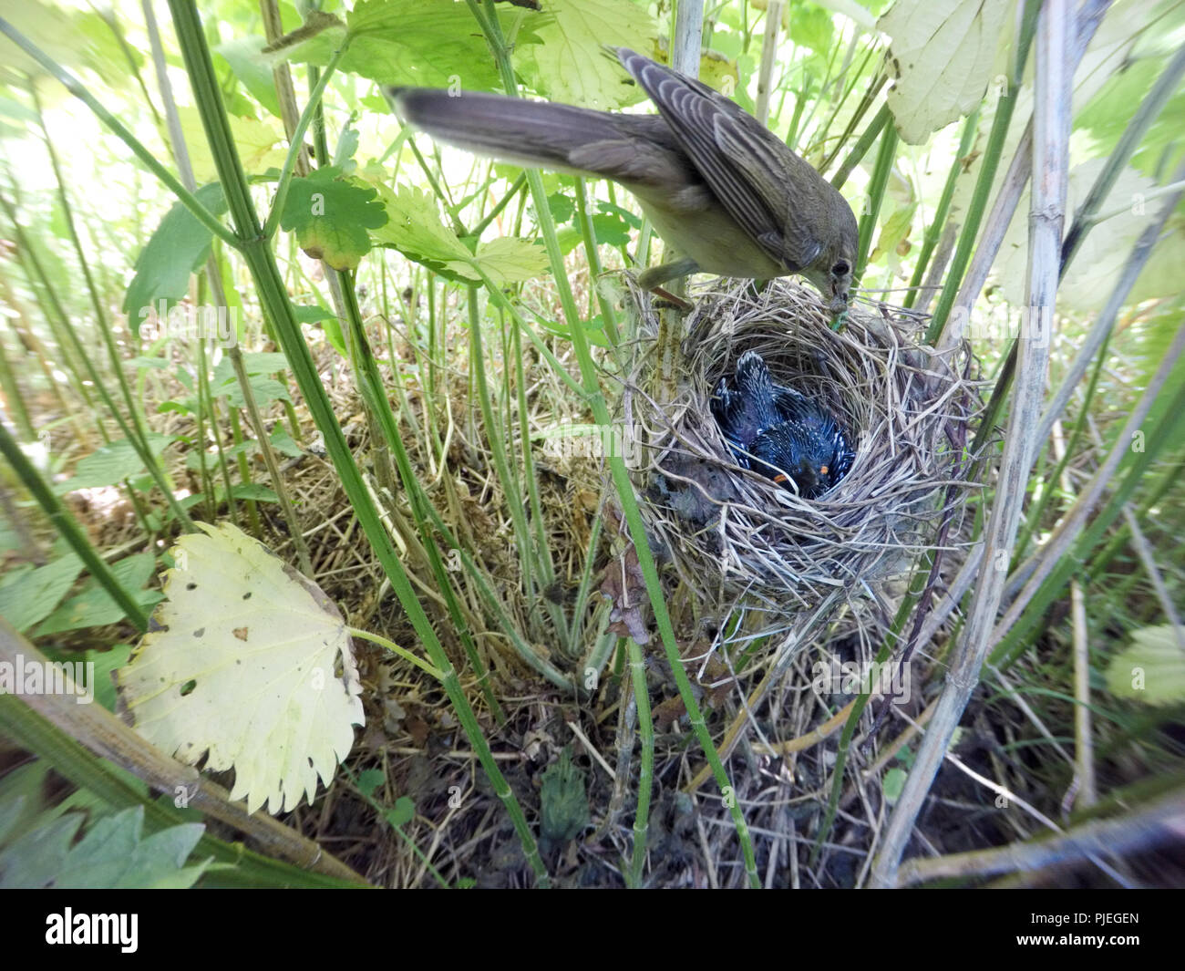 A Chick of Common Cuckoo (Cuculus canorus) in nest of Marsh Warbler ...