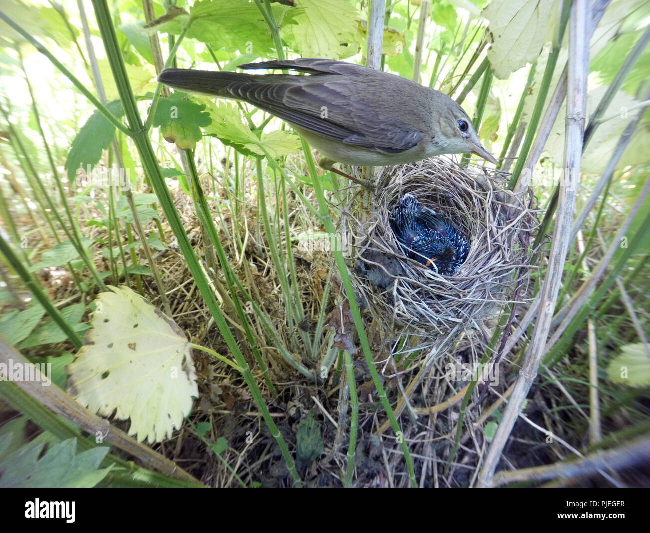 A Chick of Common Cuckoo (Cuculus canorus) in nest of Marsh Warbler ...