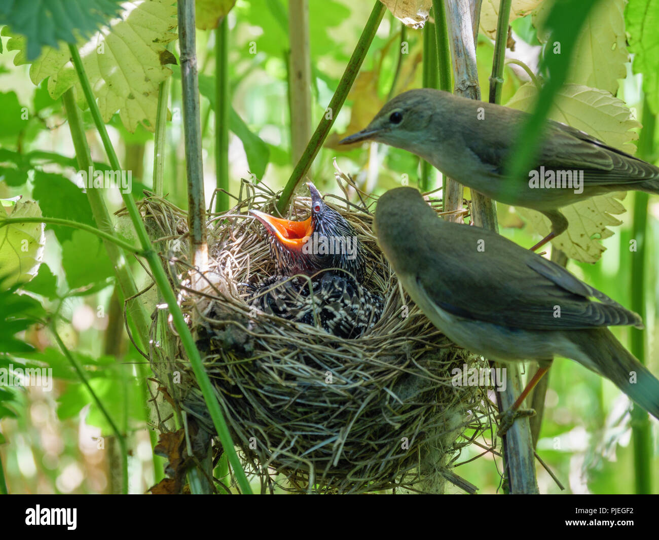 A Chick of Common Cuckoo (Cuculus canorus) in nest of Marsh Warbler ...