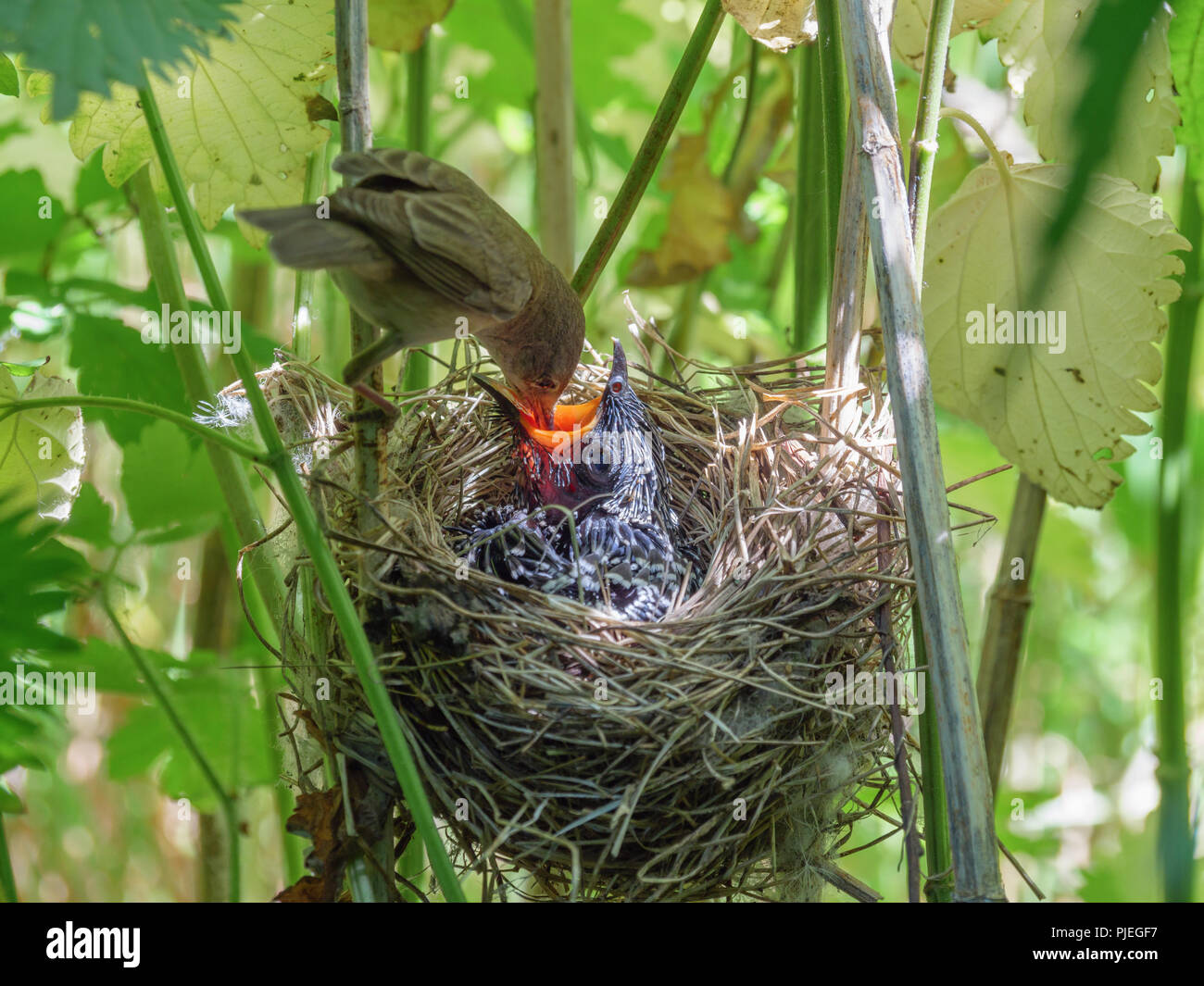 A Chick of Common Cuckoo (Cuculus canorus) in nest of Marsh Warbler ...