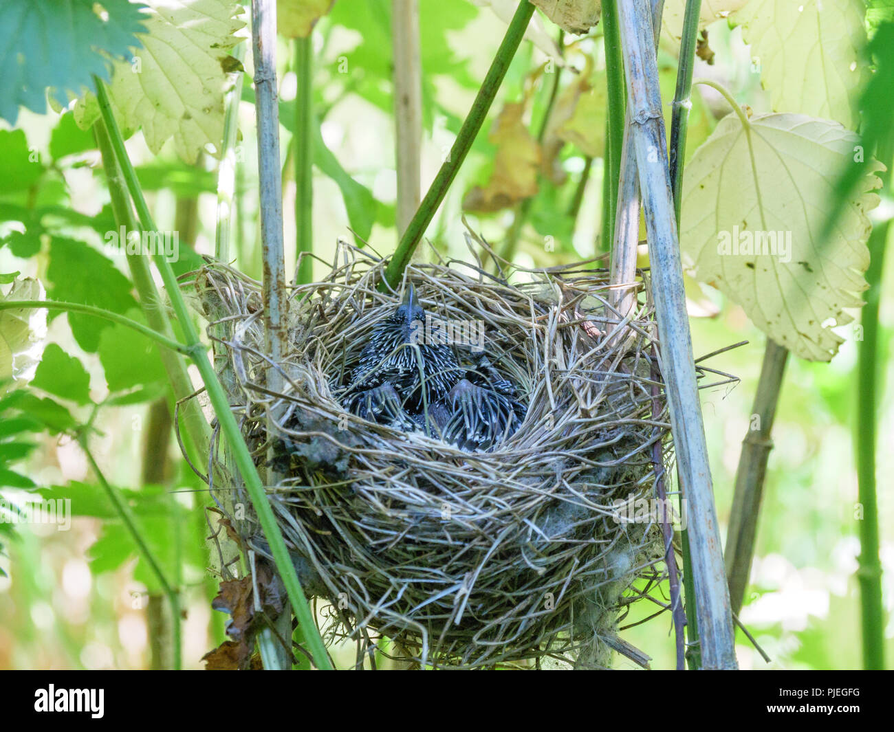 A Chick of Common Cuckoo (Cuculus canorus) in nest of Marsh Warbler ...