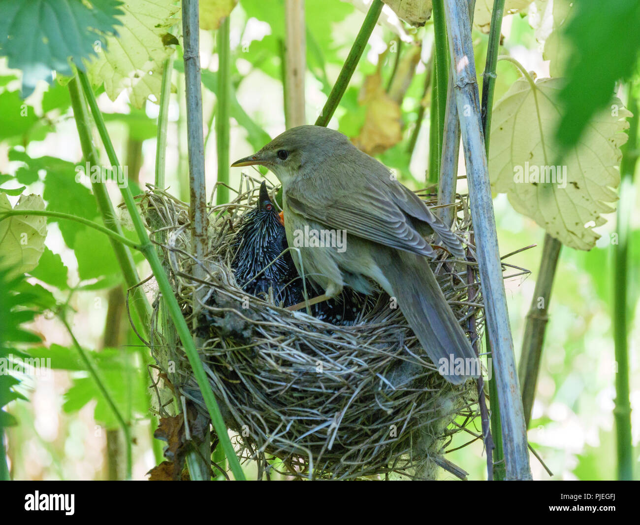 A Chick of Common Cuckoo (Cuculus canorus) in nest of Marsh Warbler ...
